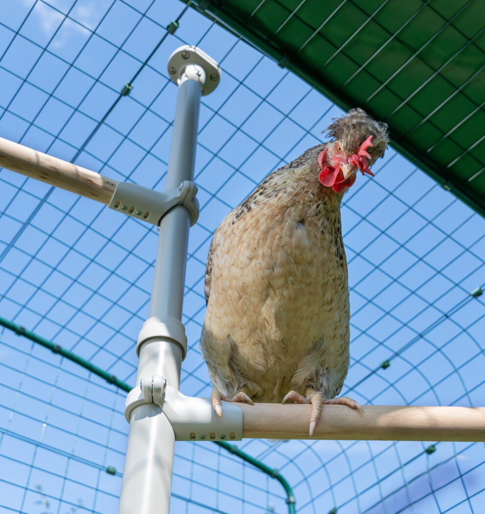 Large Walk in Chicken Runs | Omlet