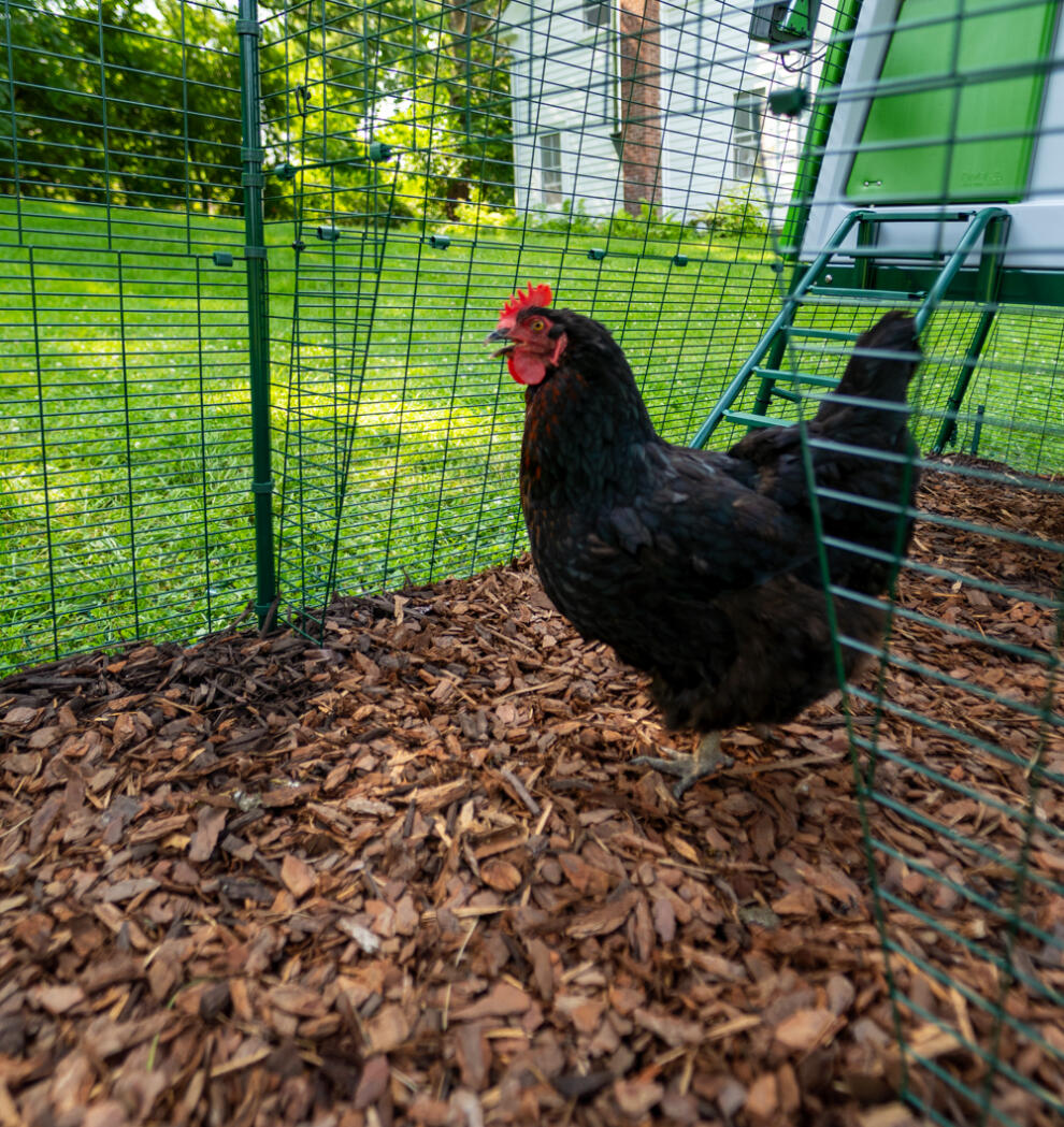 Large Walk in Chicken Runs | Omlet