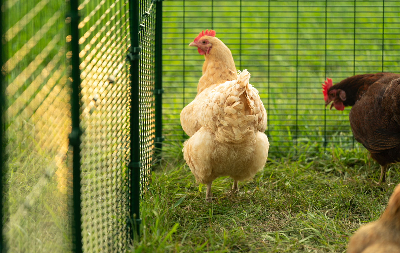 Large Walk in Chicken Runs | Omlet