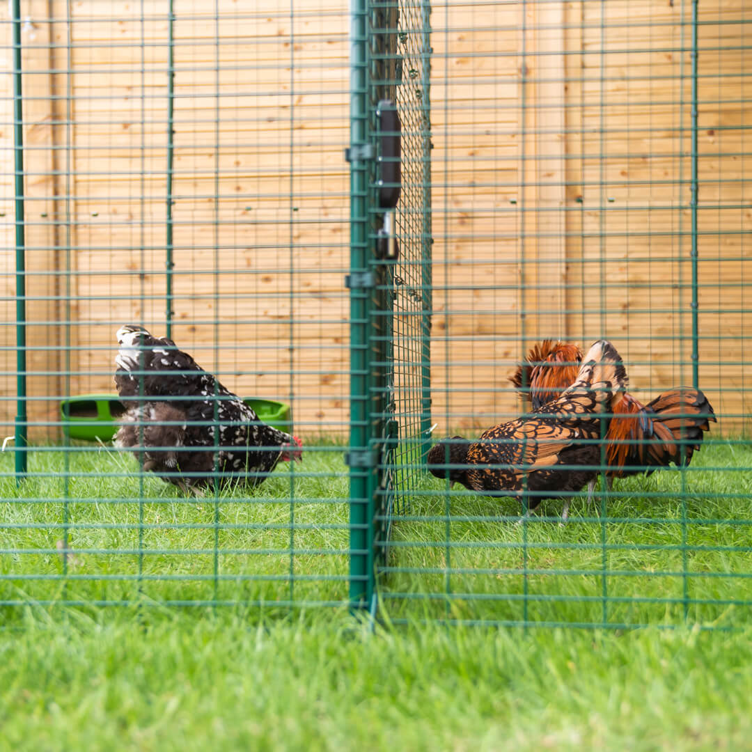 Walk in Chicken Run - 12ft x 15ft | Omlet