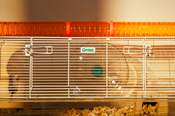 Cleaning your hamster's cage | Caring for your hamster | Hamsters | Guide