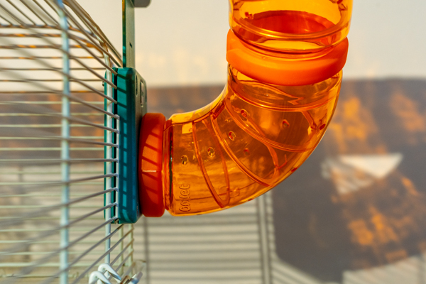 Playing with your hamster | Caring for your hamster | Hamsters | Guide