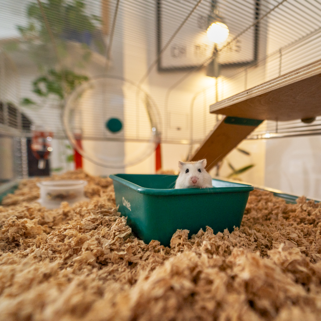 Hamster Glass Feeding Bowl | Omlet