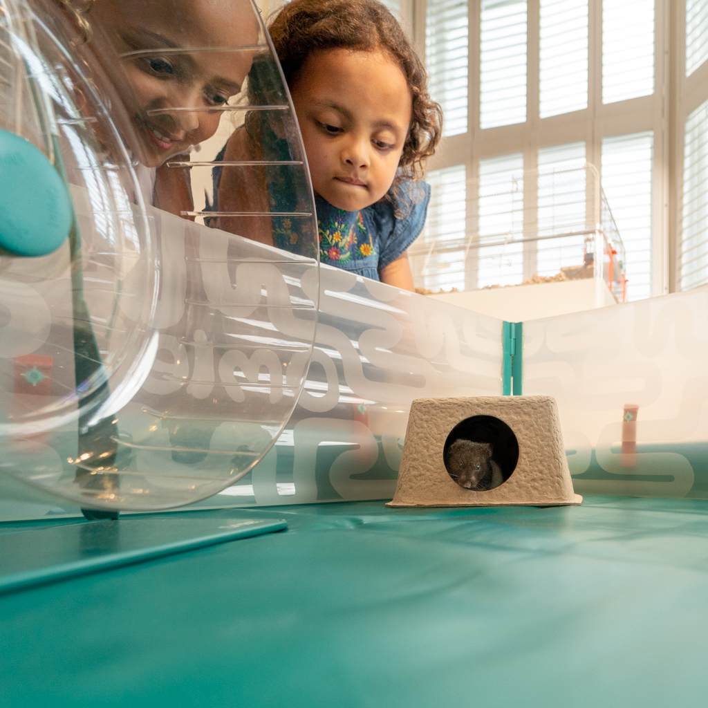 Small Hamster Playpen With Floor | Omlet