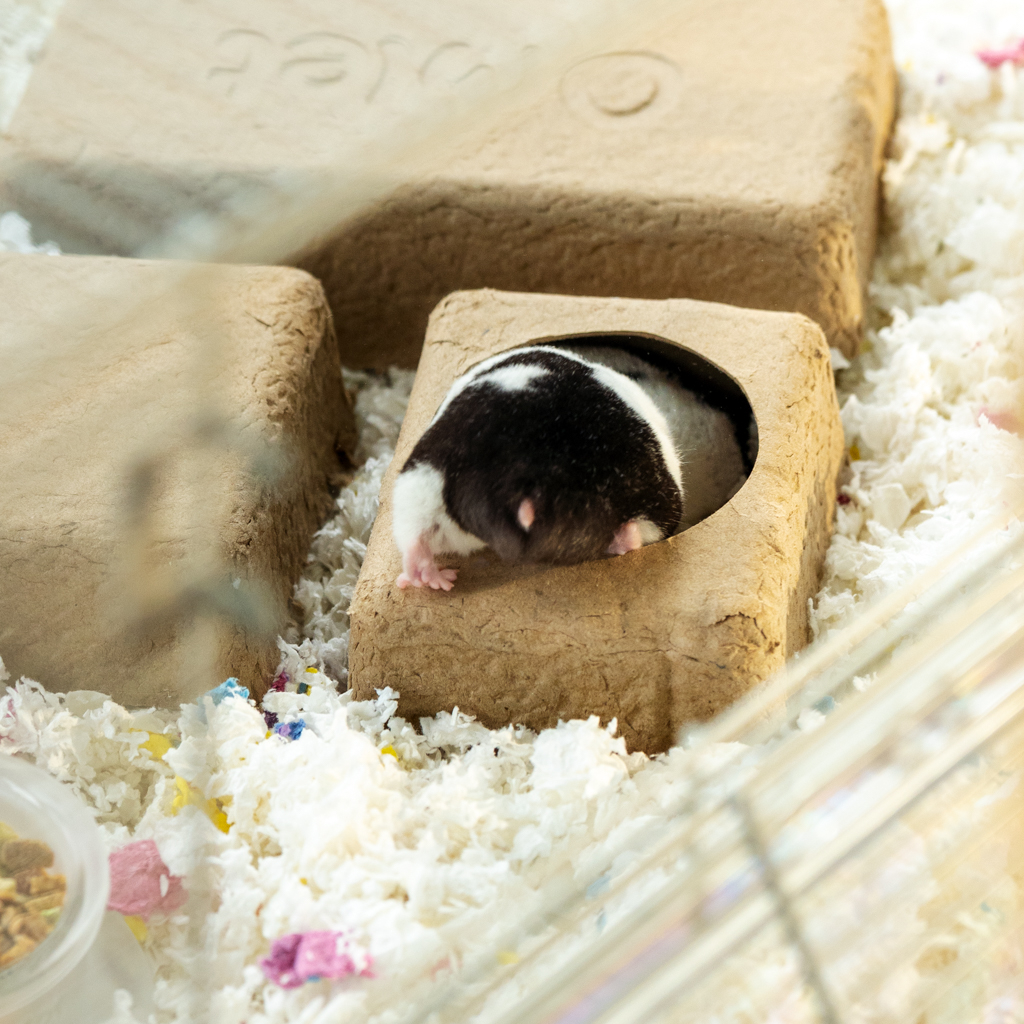 Compostable Hamster Chamber Hide - 3 Pack | Omlet
