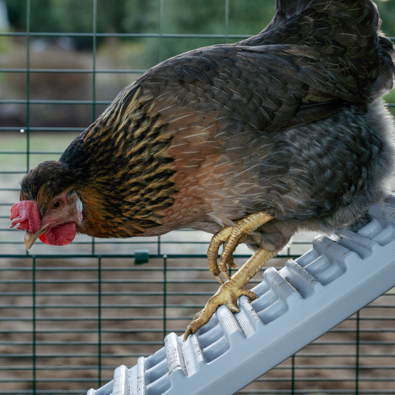 Ultimate Ladder for Eglu Cube Chicken Coop | Omlet