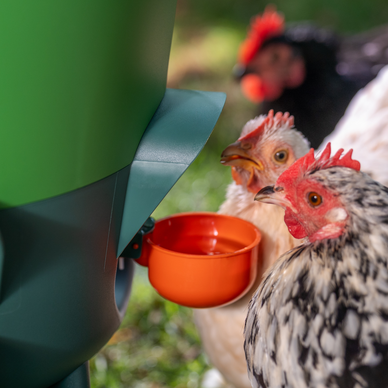 Insulated Stay Clean Chicken Waterer that keeps water fluid in the ...