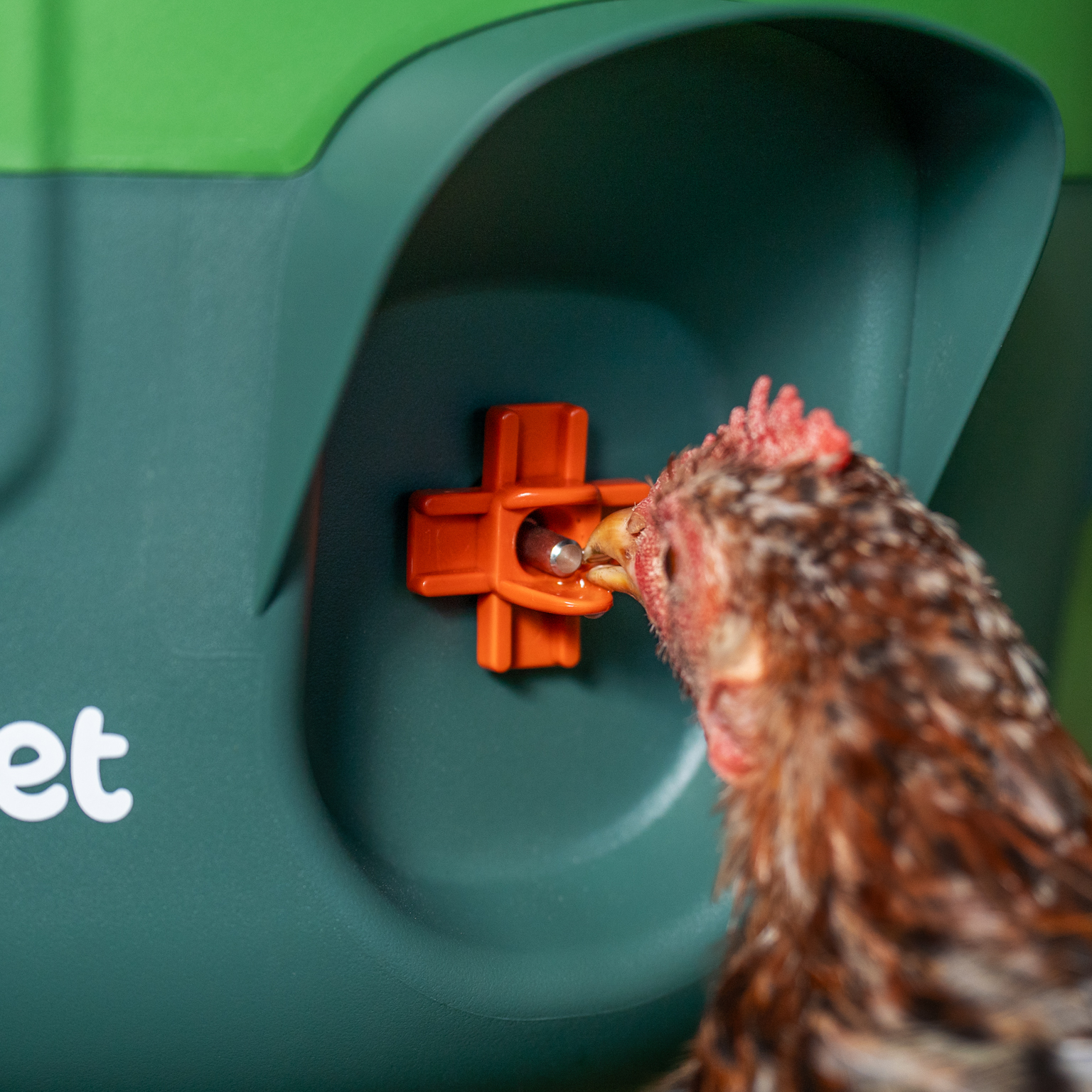 Insulated Stay Clean Chicken Waterer that keeps water fluid in the ...