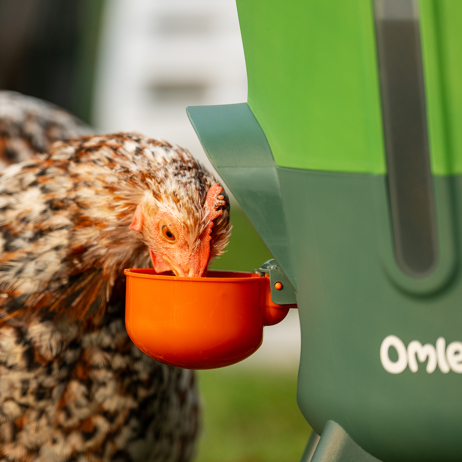 Insulated Stay Clean Chicken Waterer | Omlet | Omlet