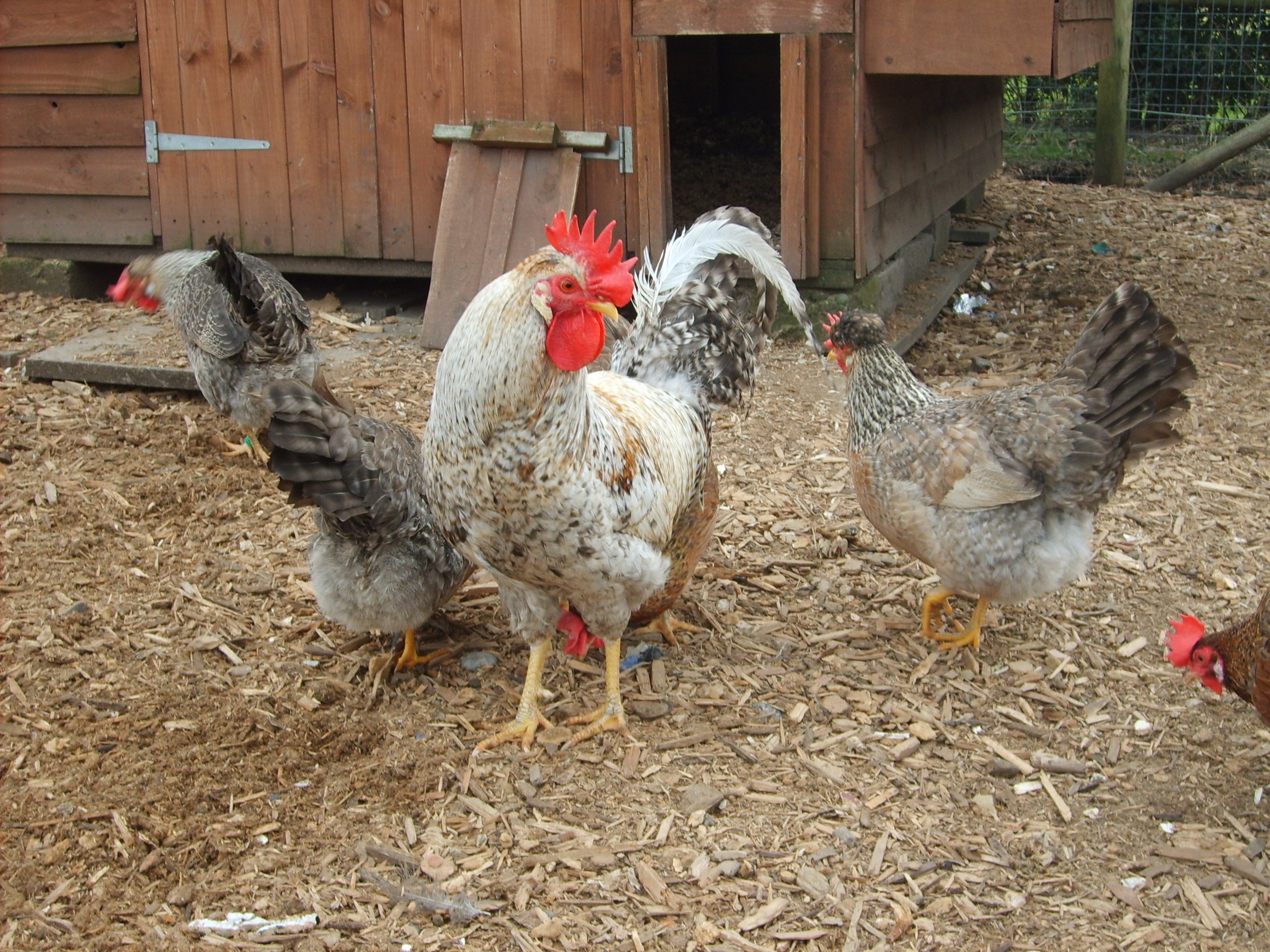 Cream Legbar For Sale | Chickens | Breed Information | Omlet