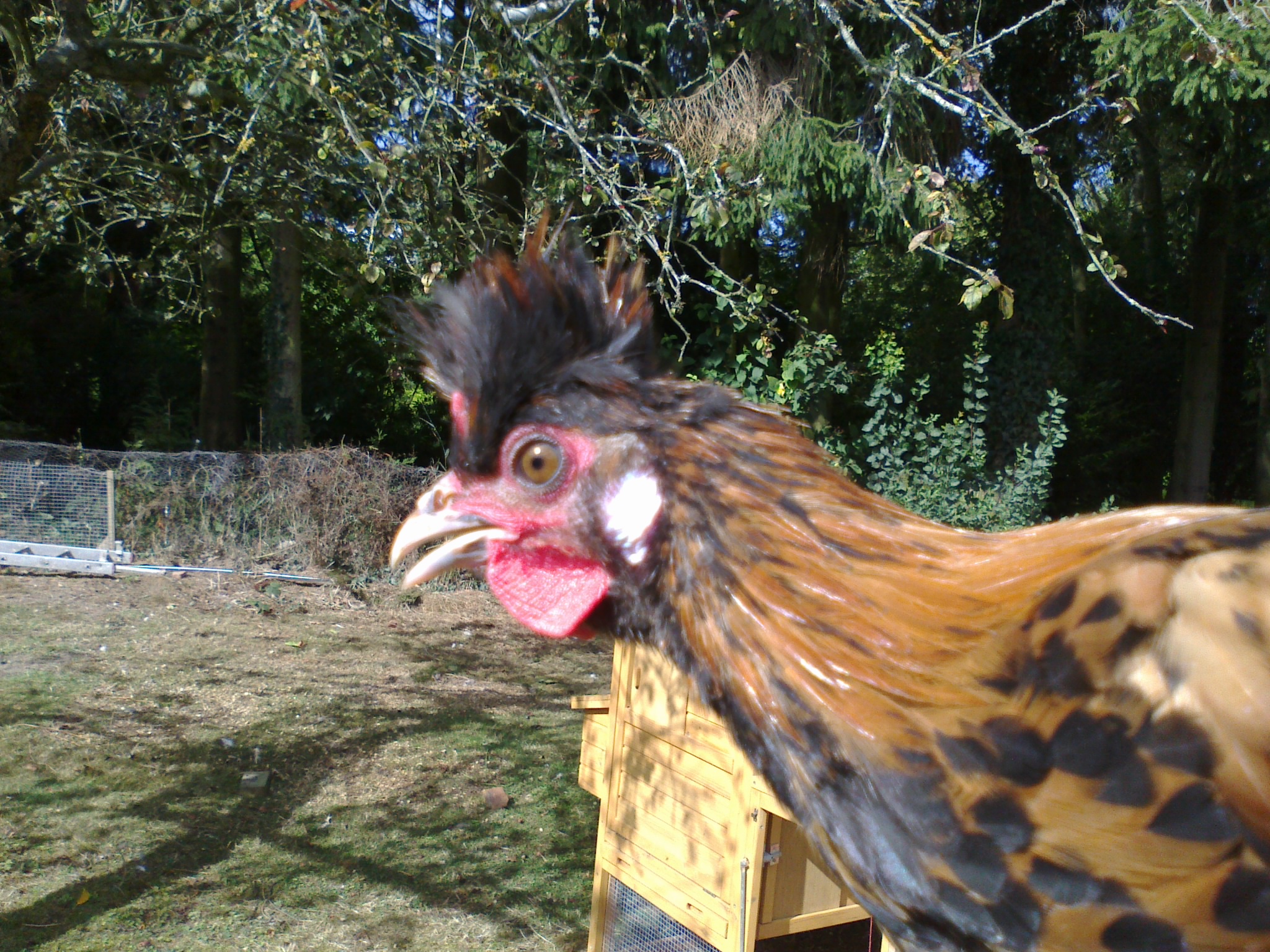 Appenzeller Spitzhauben For Sale | Chickens | Breed Information | Omlet