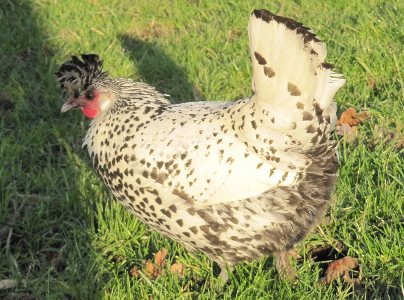 Appenzeller Spitzhauben For Sale | Chickens | Breed Information | Omlet