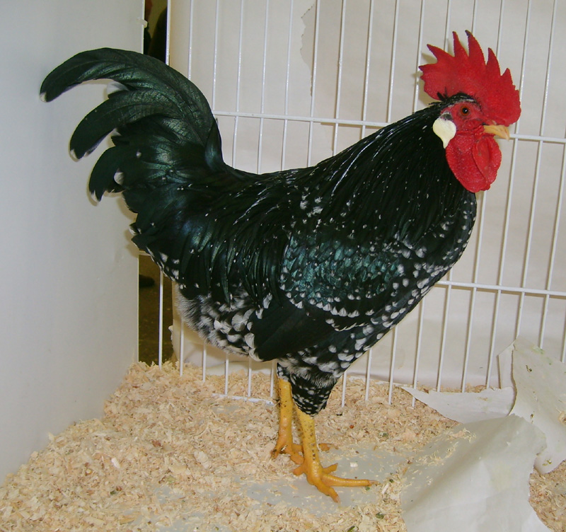 Ancona For Sale | Chickens | Breed Information | Omlet