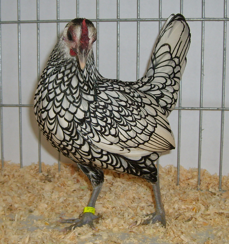 Sebright For Sale | Chickens | Breed Information | Omlet