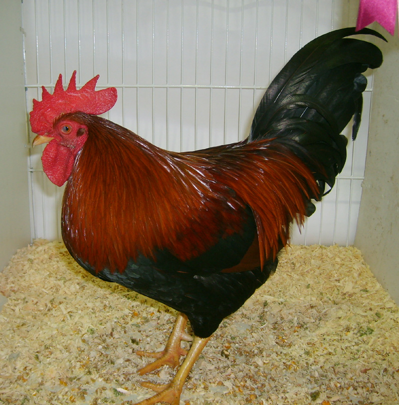 Welsummer For Sale | Chickens | Breed Information | Omlet
