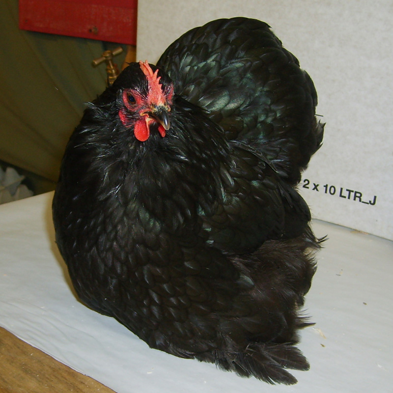 Pekin Bantam For Sale | Pekin Bantam | Chickens | Breed Information | Omlet
