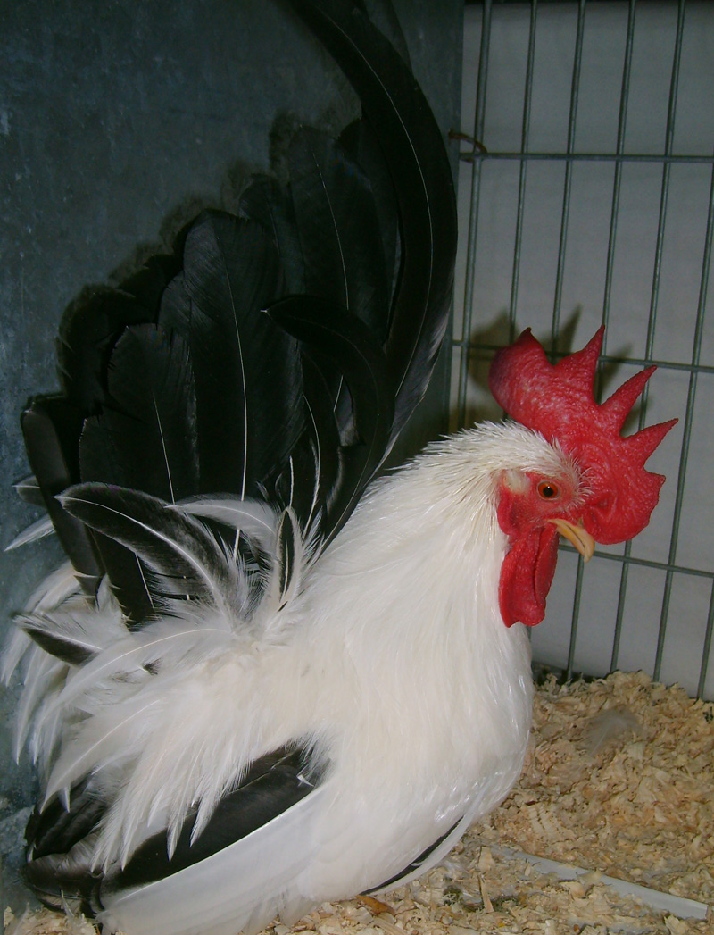 Japanese Bantam For Sale | Chickens | Breed Information | Omlet
