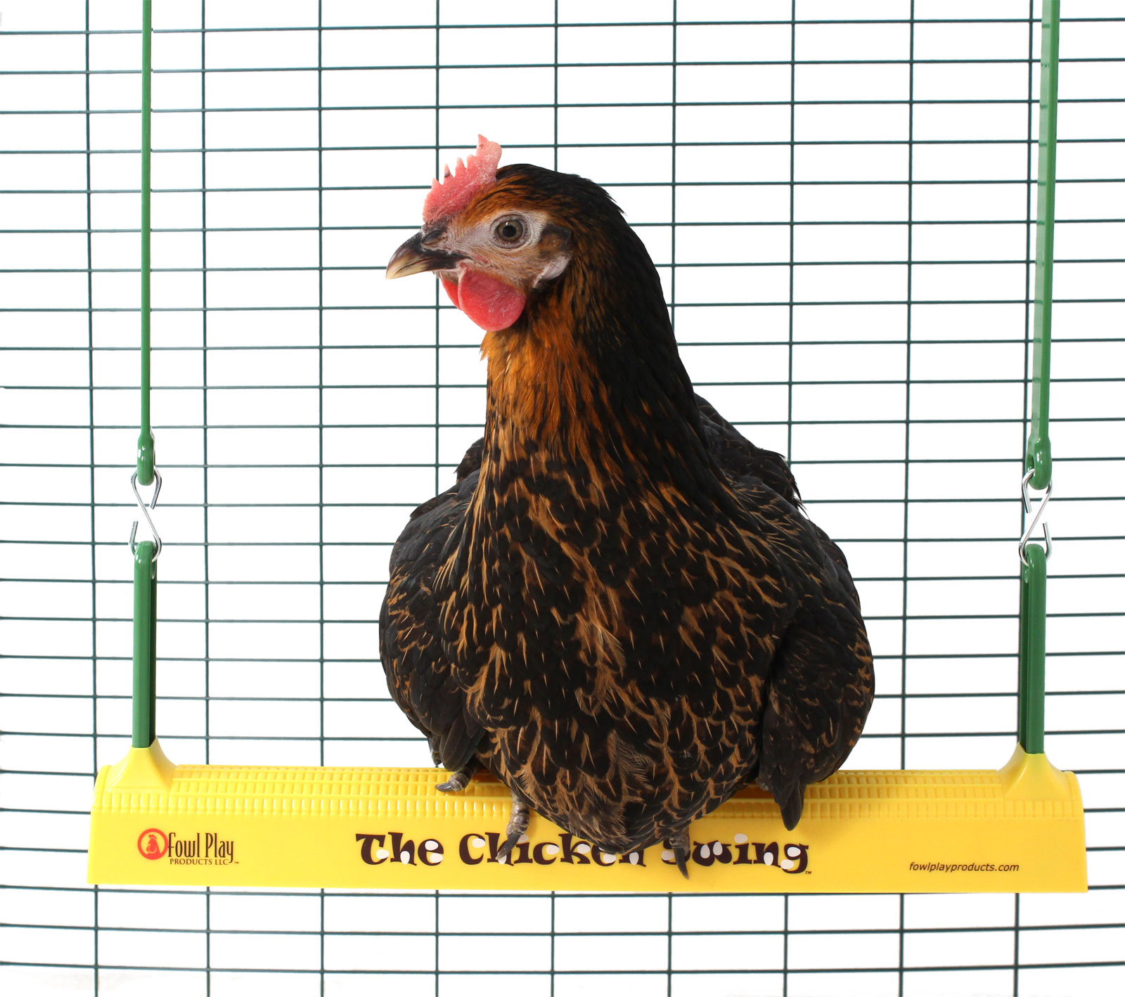 The Chicken Swing | Omlet