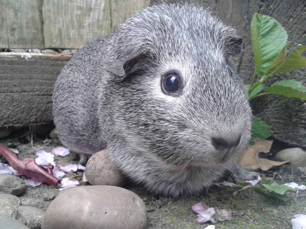 Agouti For Sale | Guinea Pigs | Breed Information | Omlet