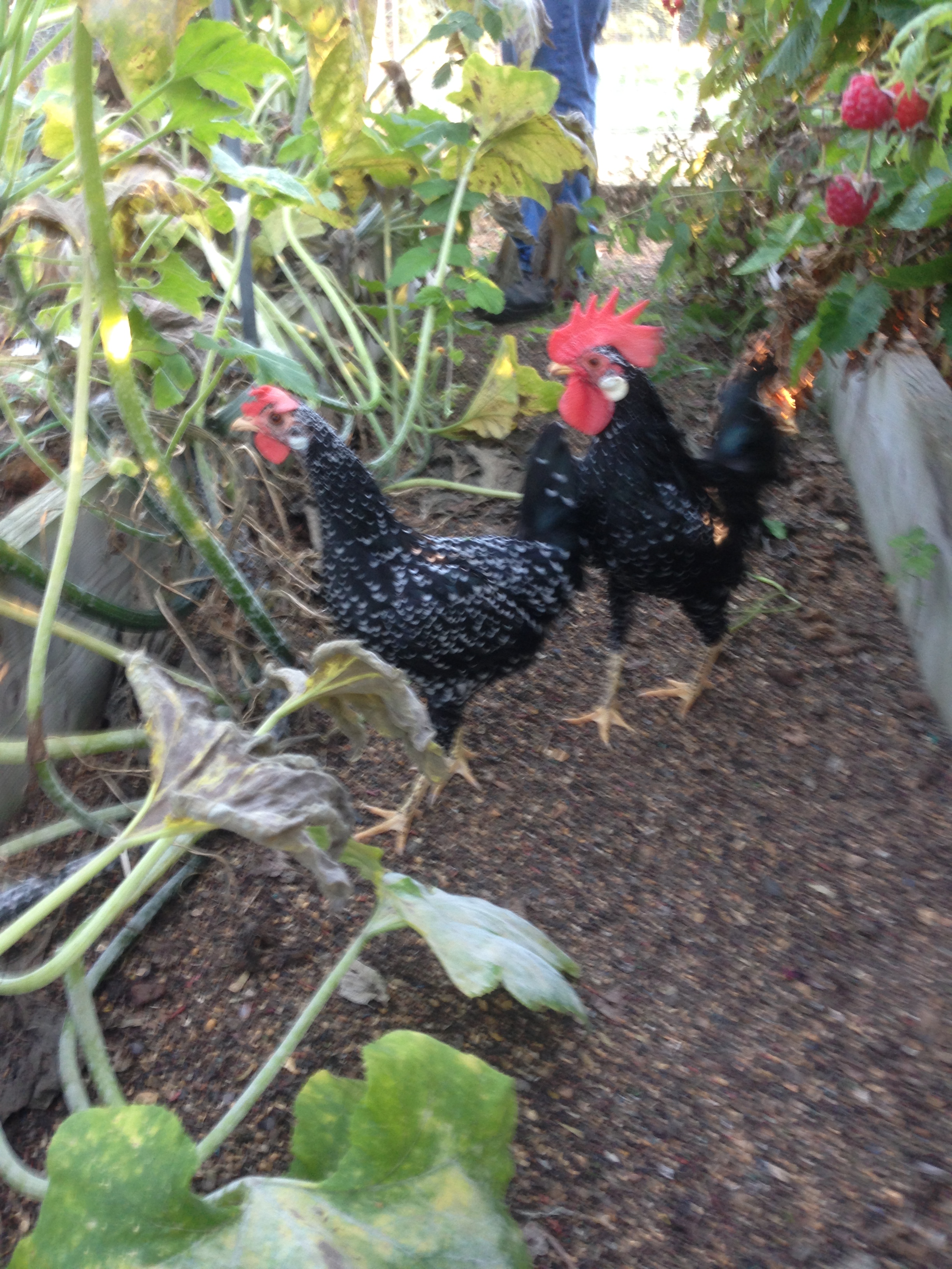 Ancona For Sale | Chickens | Breed Information | Omlet