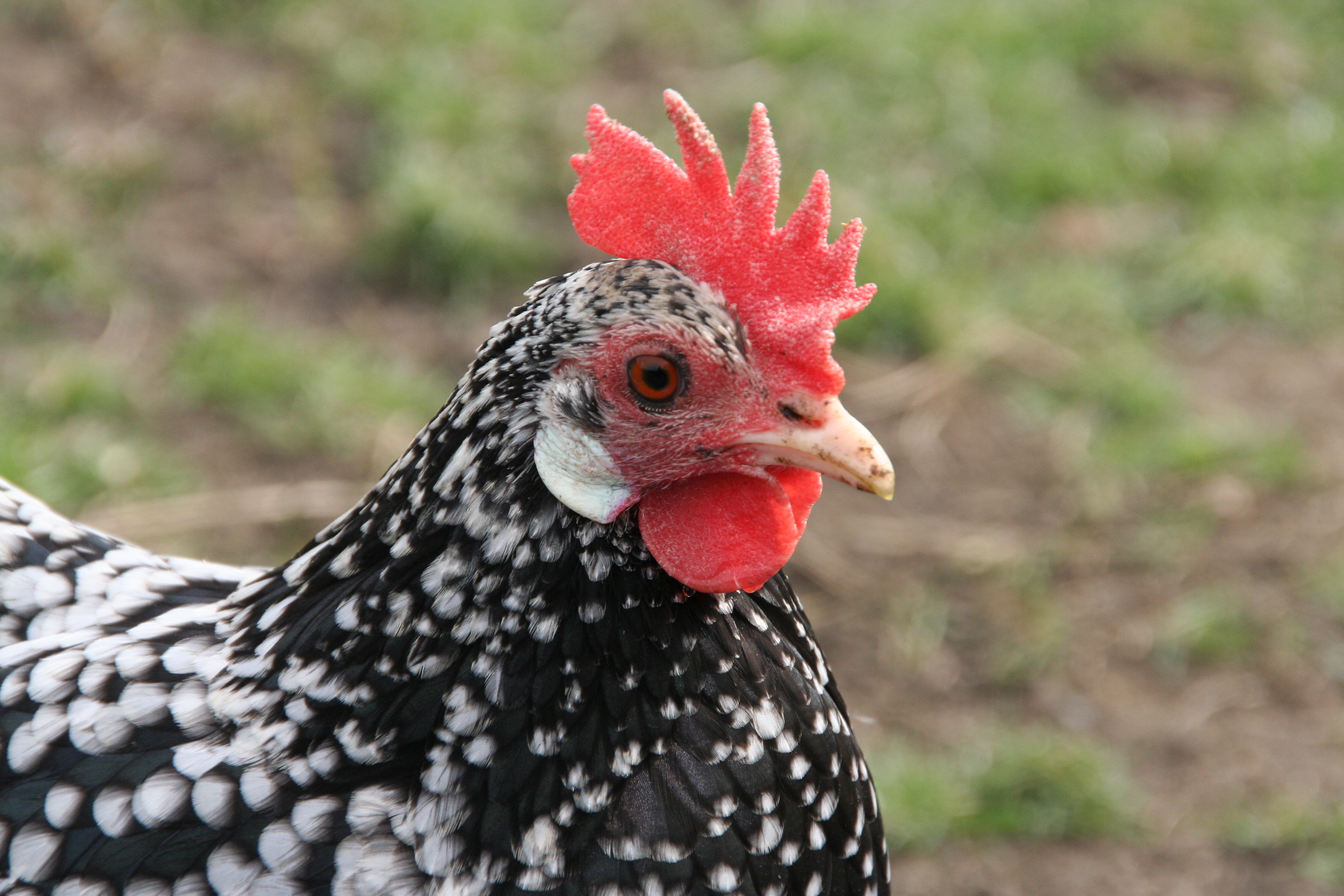 Ancona For Sale | Chickens | Breed Information | Omlet