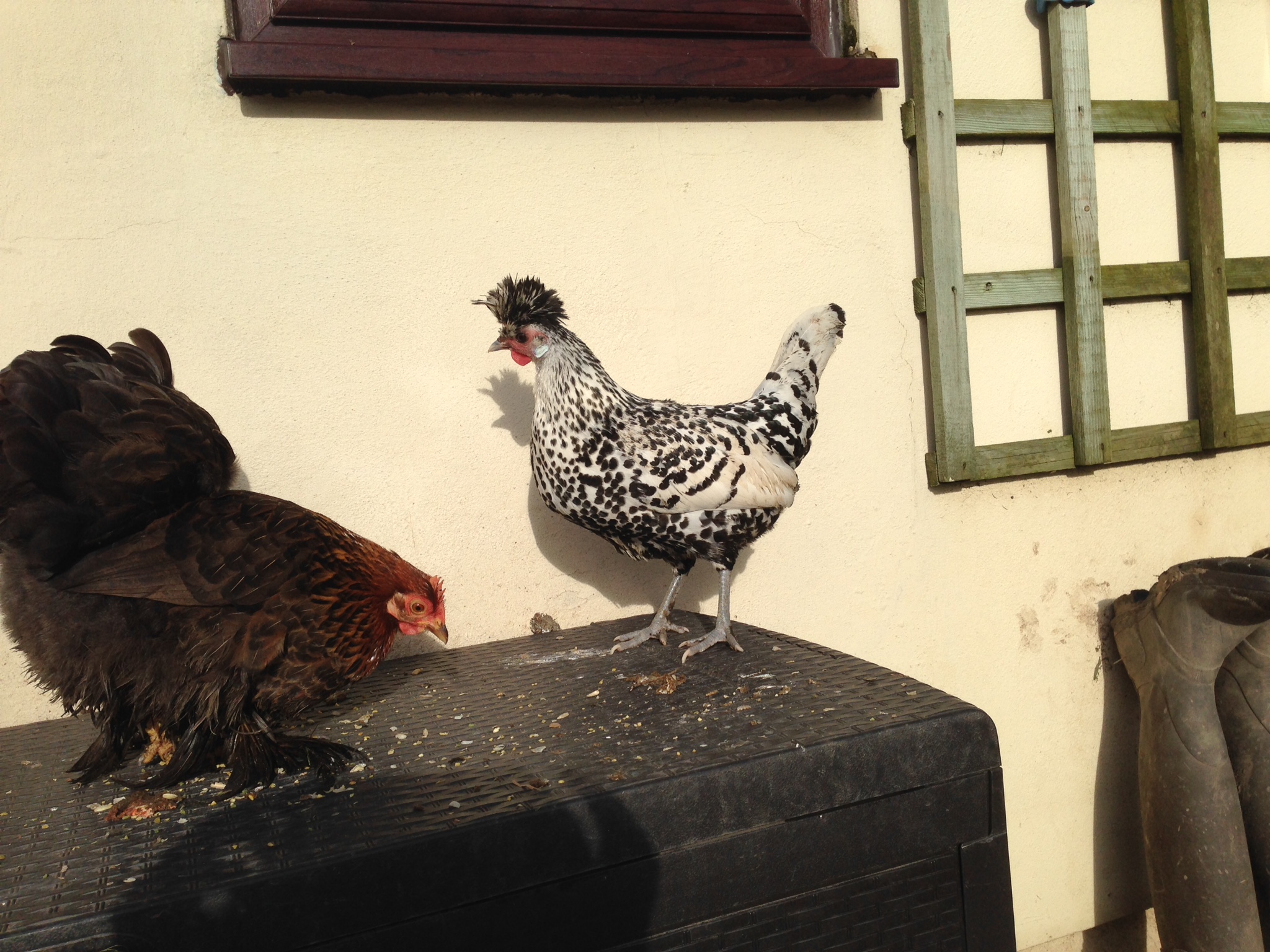 Appenzeller Spitzhauben For Sale | Chickens | Breed Information | Omlet