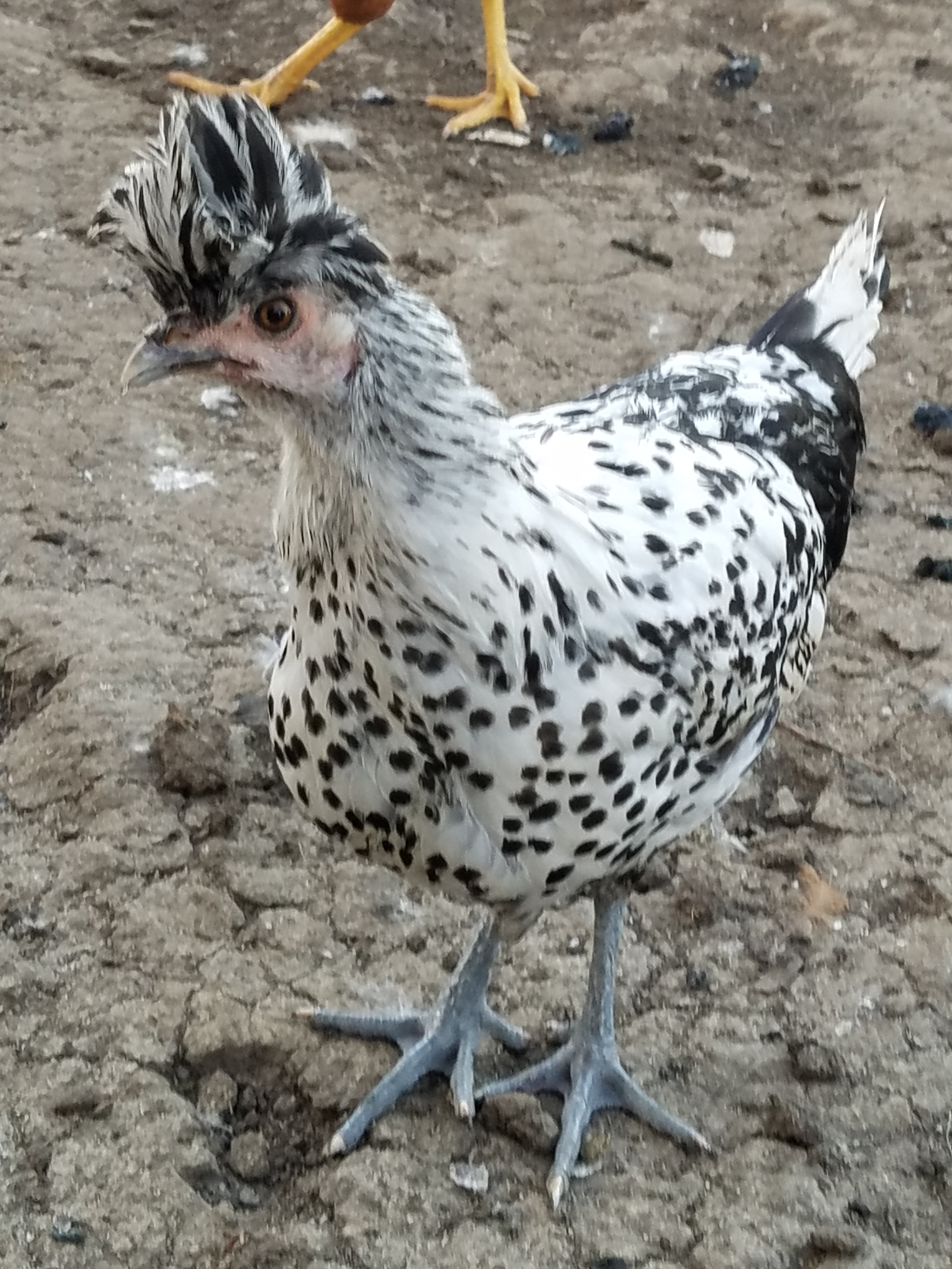 Appenzeller Spitzhauben For Sale | Chickens | Breed Information | Omlet