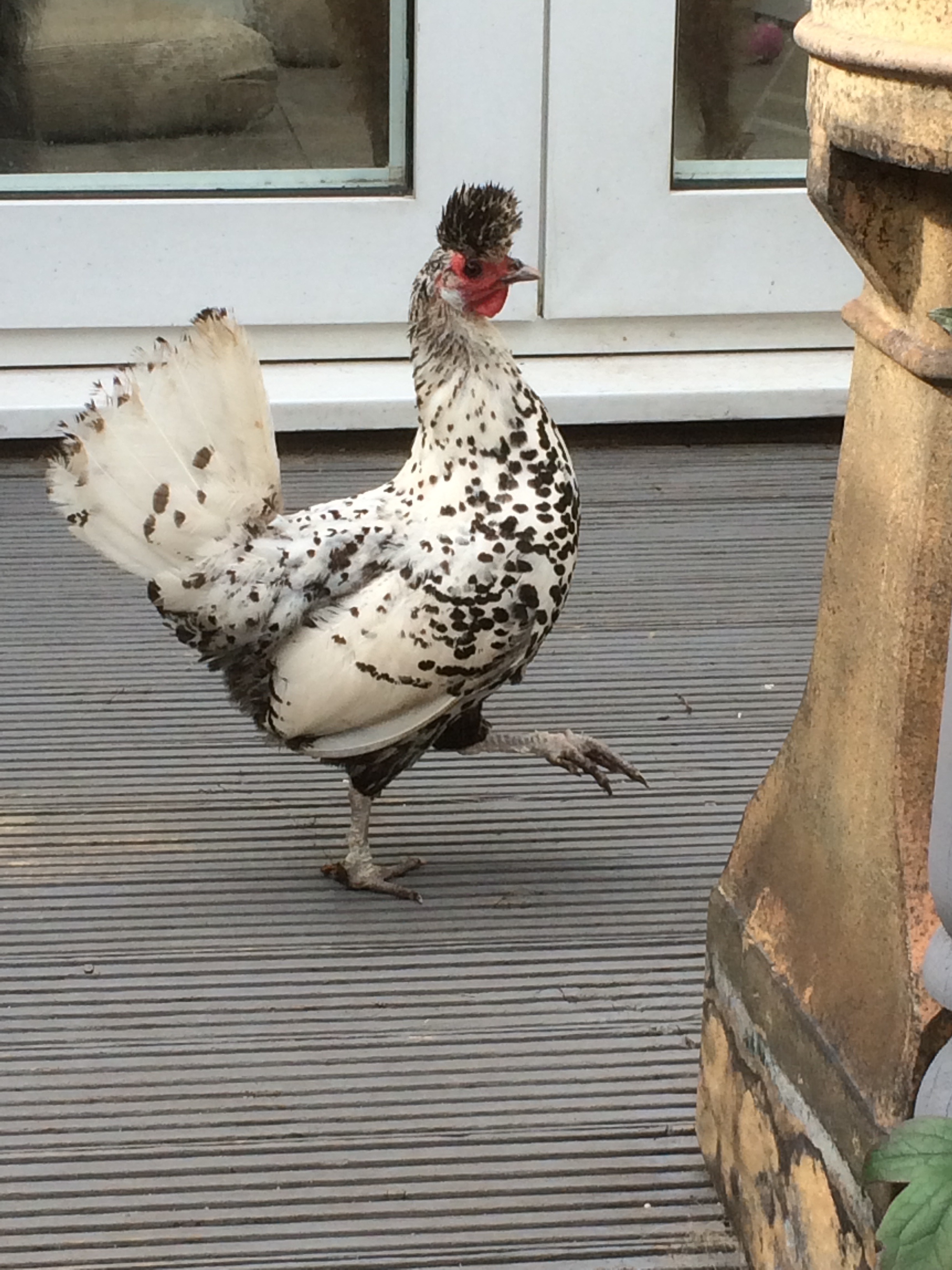 Appenzeller Spitzhauben For Sale | Chickens | Breed Information | Omlet