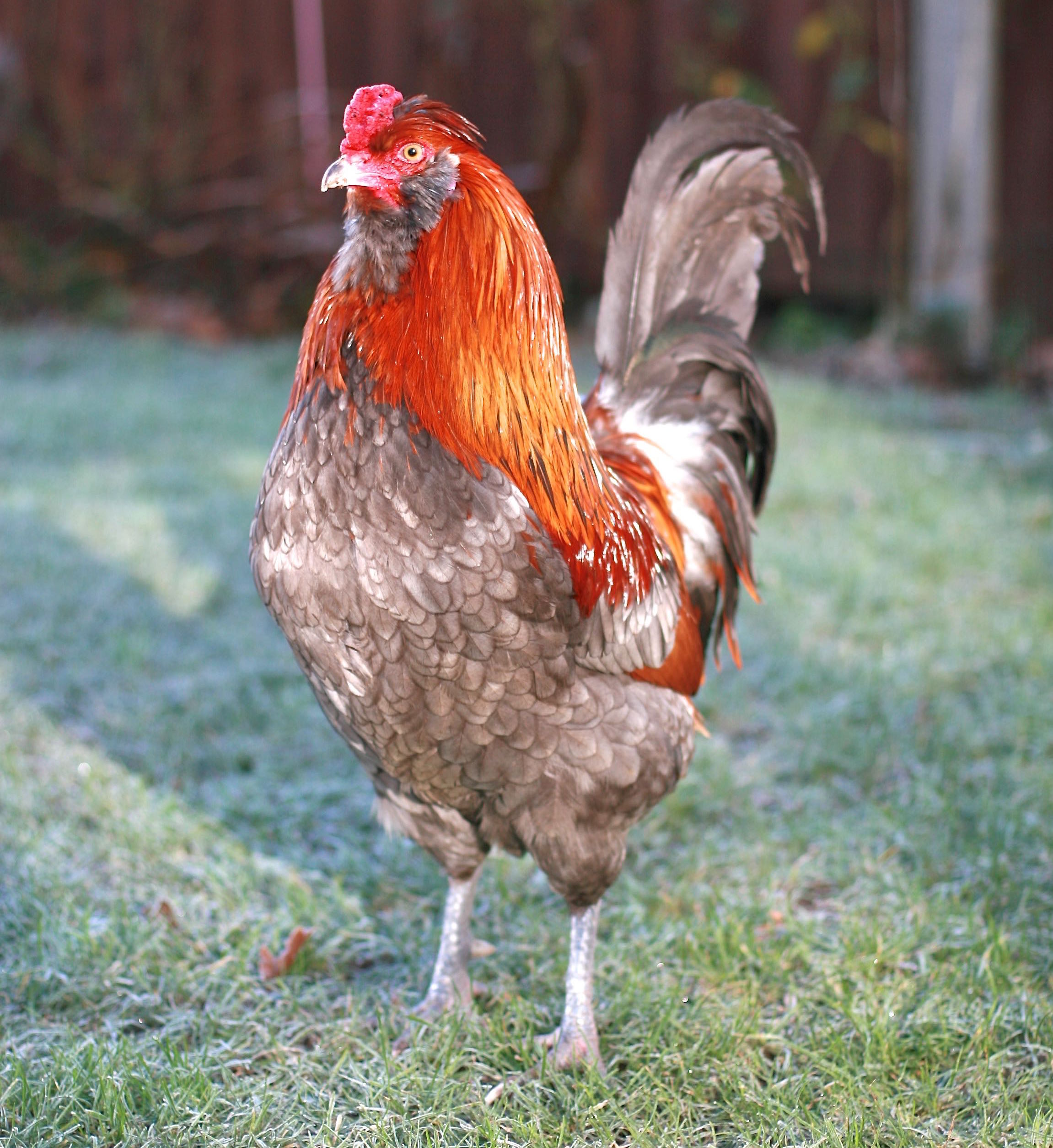 Araucana For Sale | Chickens | Breed Information | Omlet