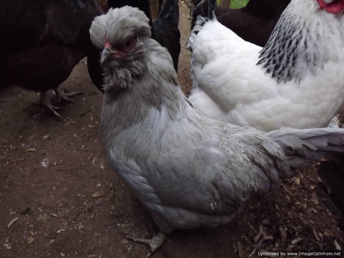 Araucana For Sale | Chickens | Breed Information | Omlet