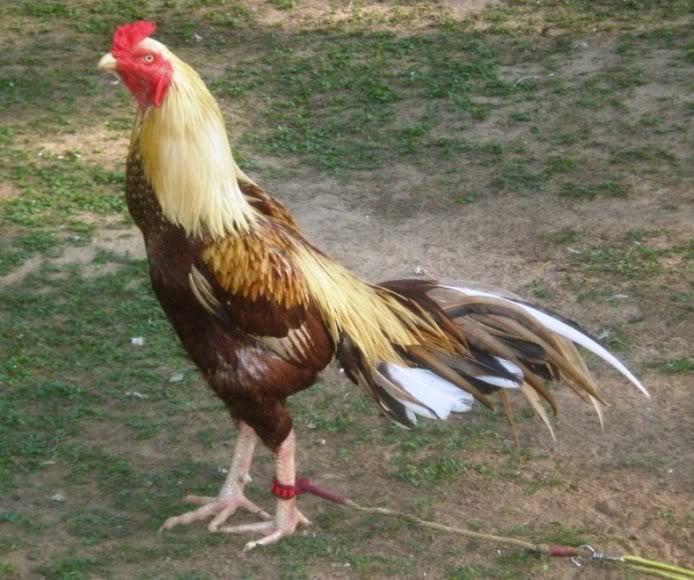 Asil For Sale | Chickens | Breed Information | Omlet