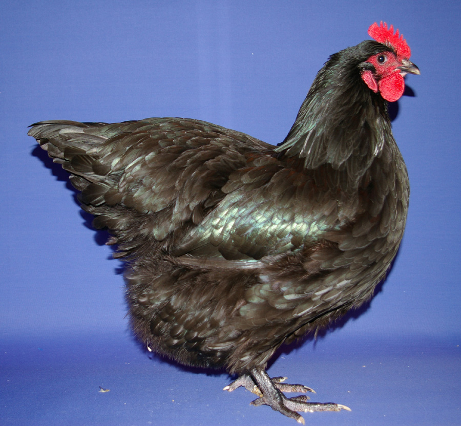 Australorps For Sale | Chickens | Breed Information | Omlet