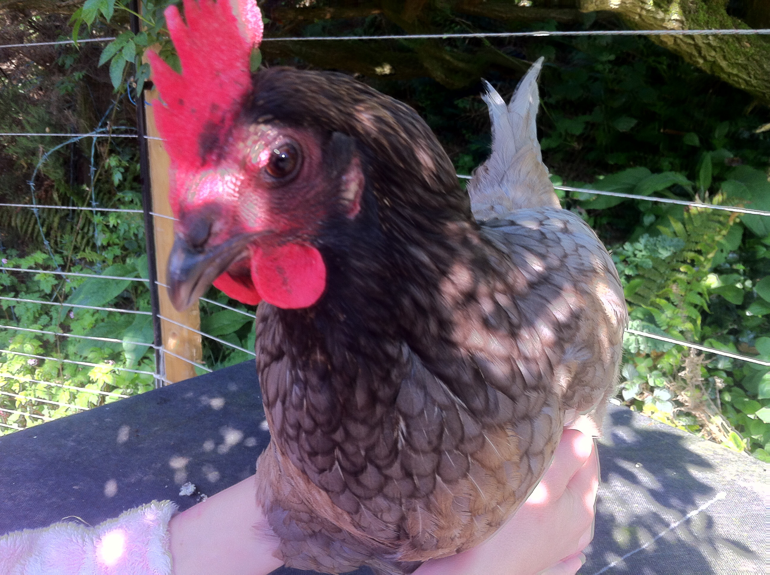 Australorps For Sale | Chickens | Breed Information | Omlet