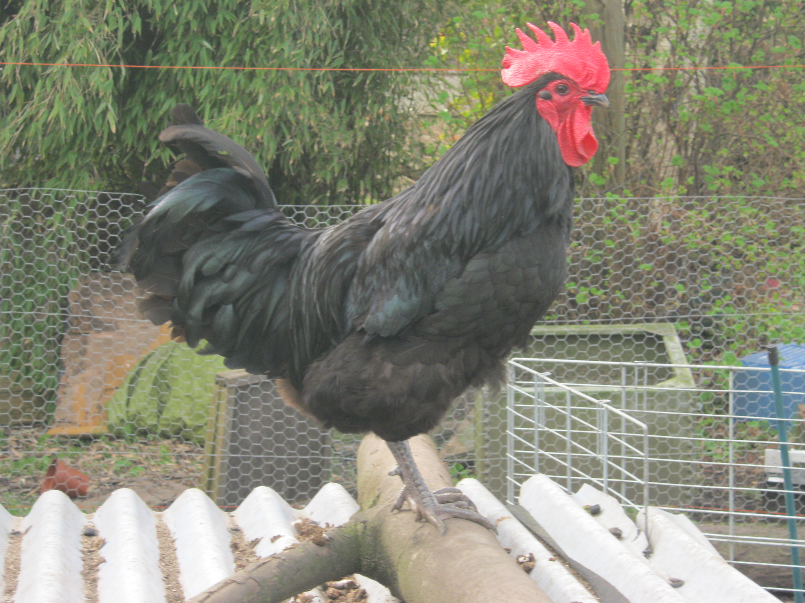 Australorps For Sale | Chickens | Breed Information | Omlet