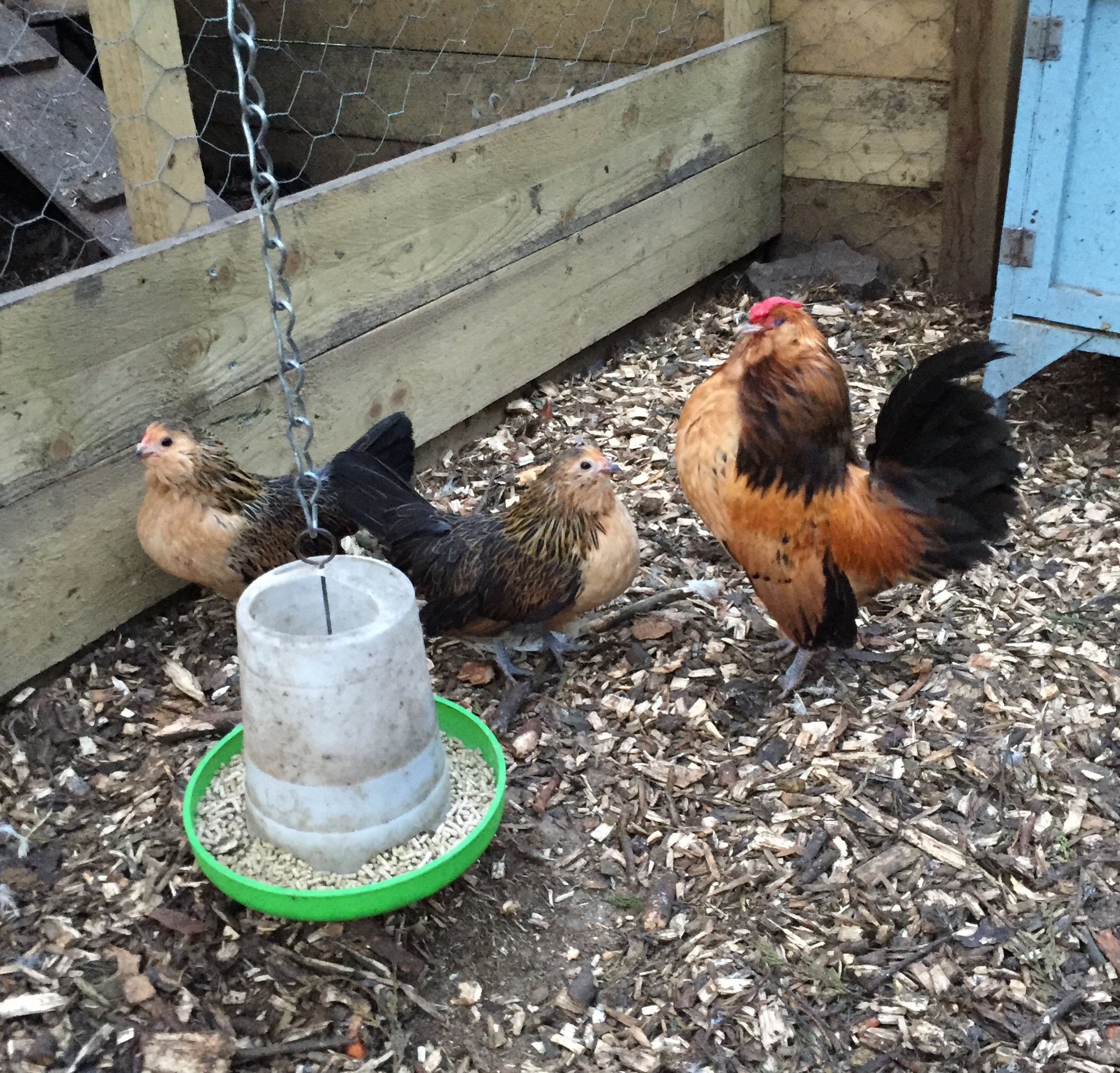 Barbu d'Anvers For Sale | Chickens | Breed Information | Omlet