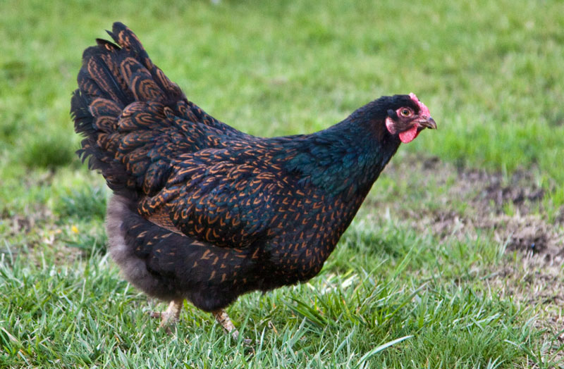 Barnevelder For Sale | Chickens | Breed Information | Omlet