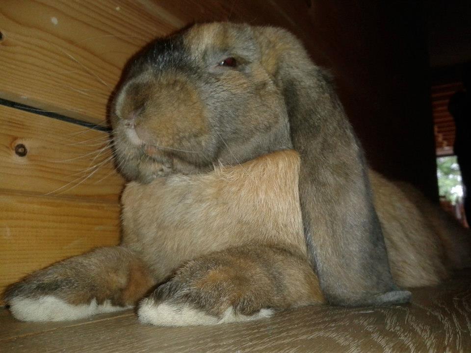 French Lop For Sale | Rabbits | Breed Information | Omlet