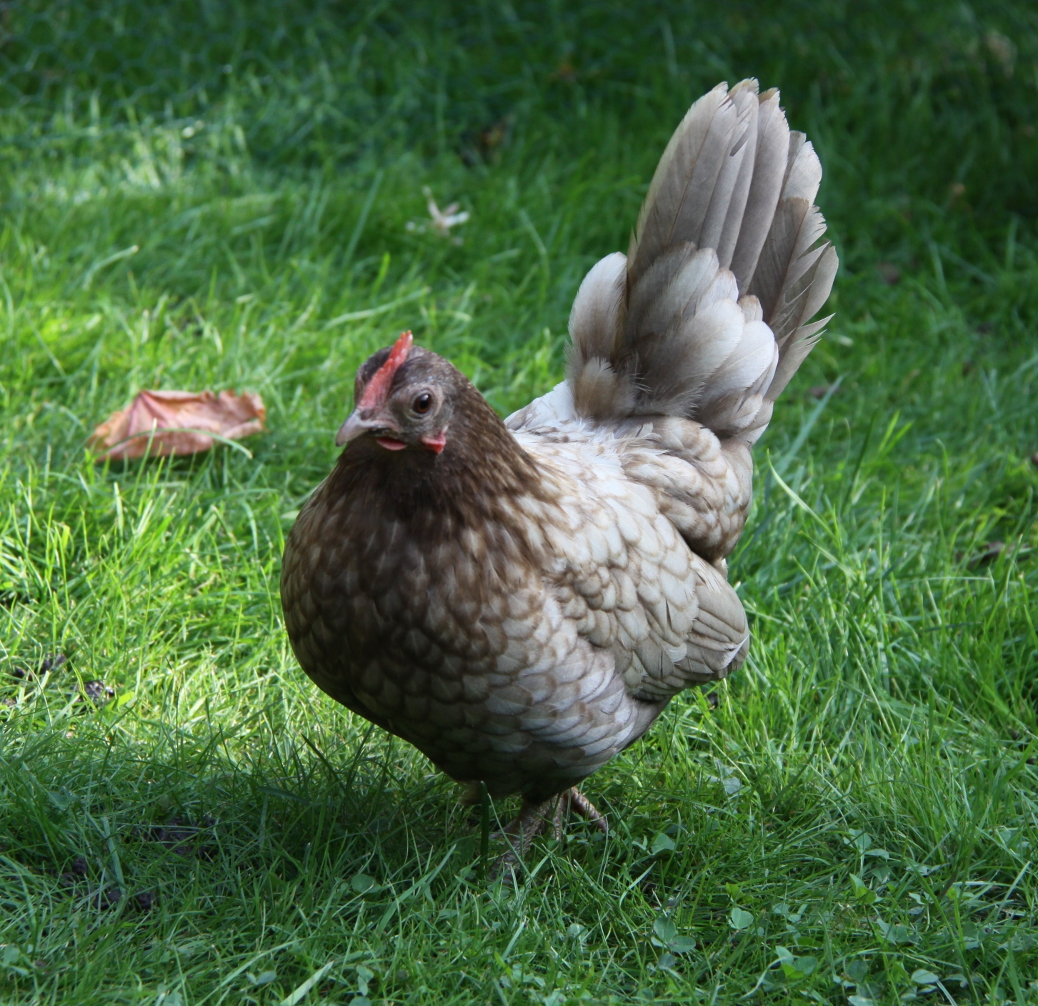 Booted Bantam For Sale | Chickens | Breed Information | Omlet