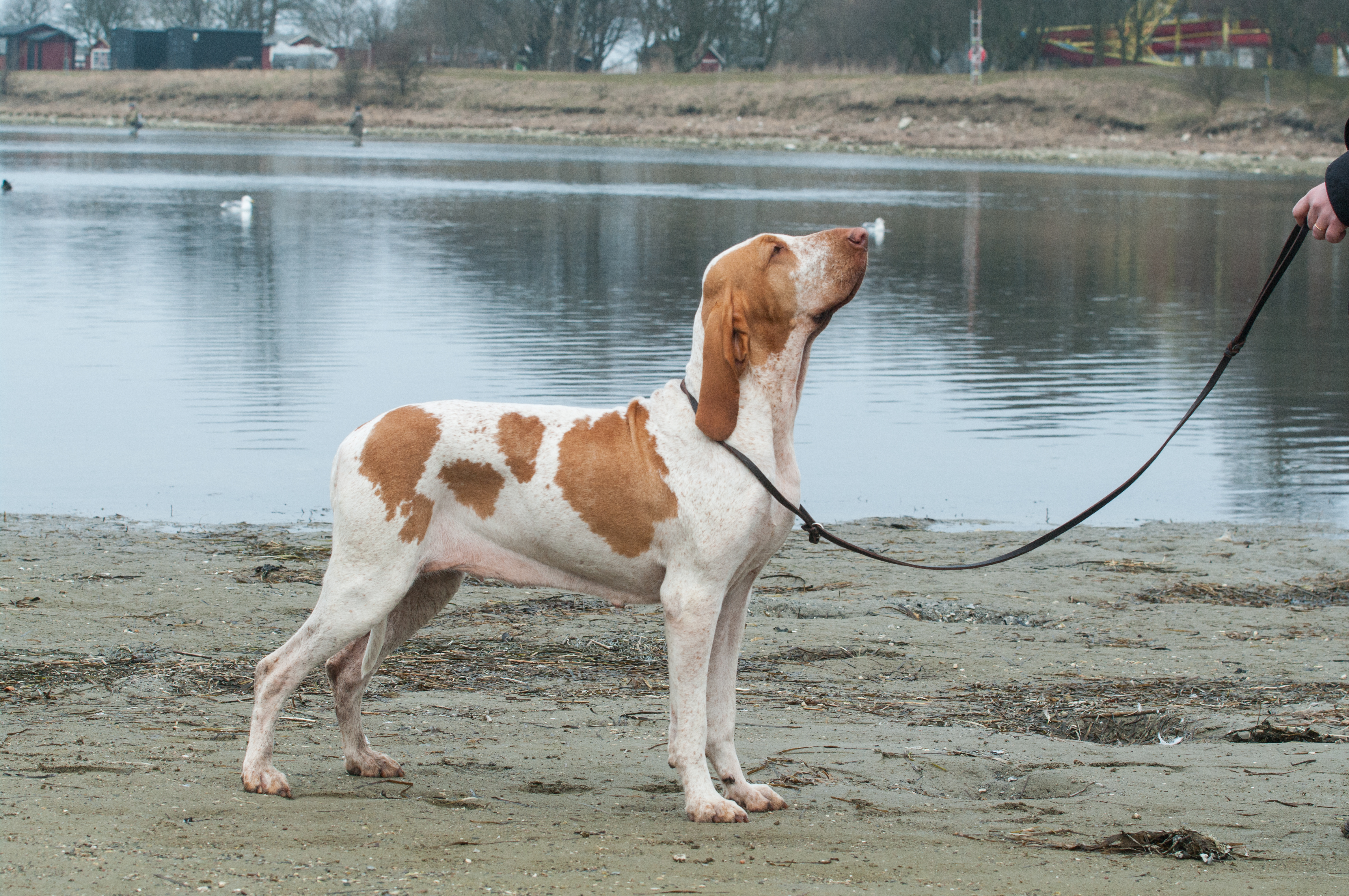 Bracco Italiano | Dogs | Breed Information | Omlet