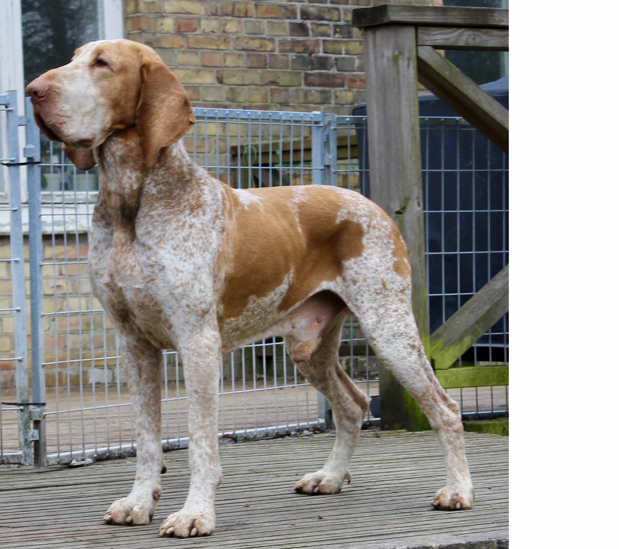 Bracco Italiano | Dogs | Breed Information | Omlet