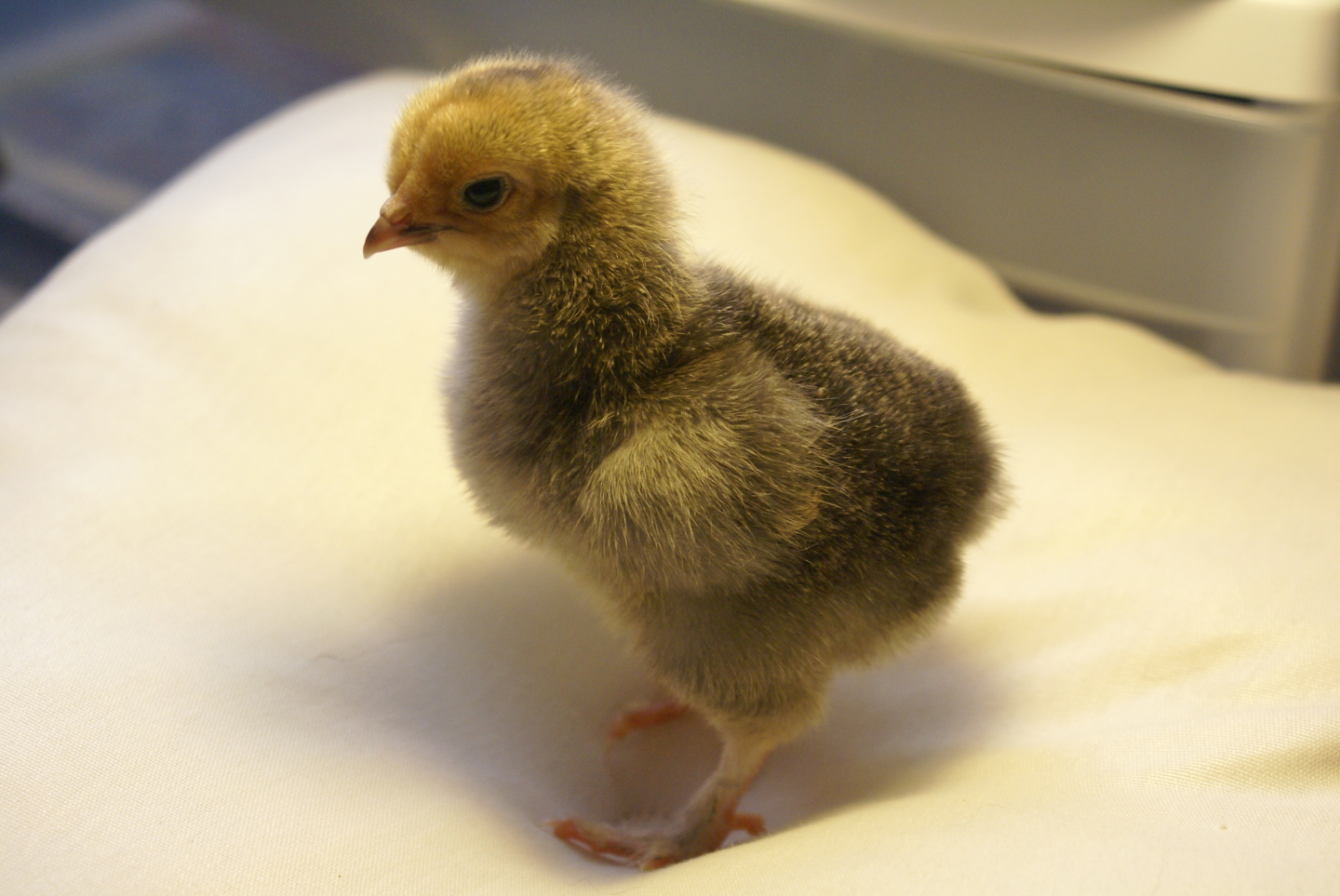 Brahma For Sale | Chickens | Breed Information | Omlet