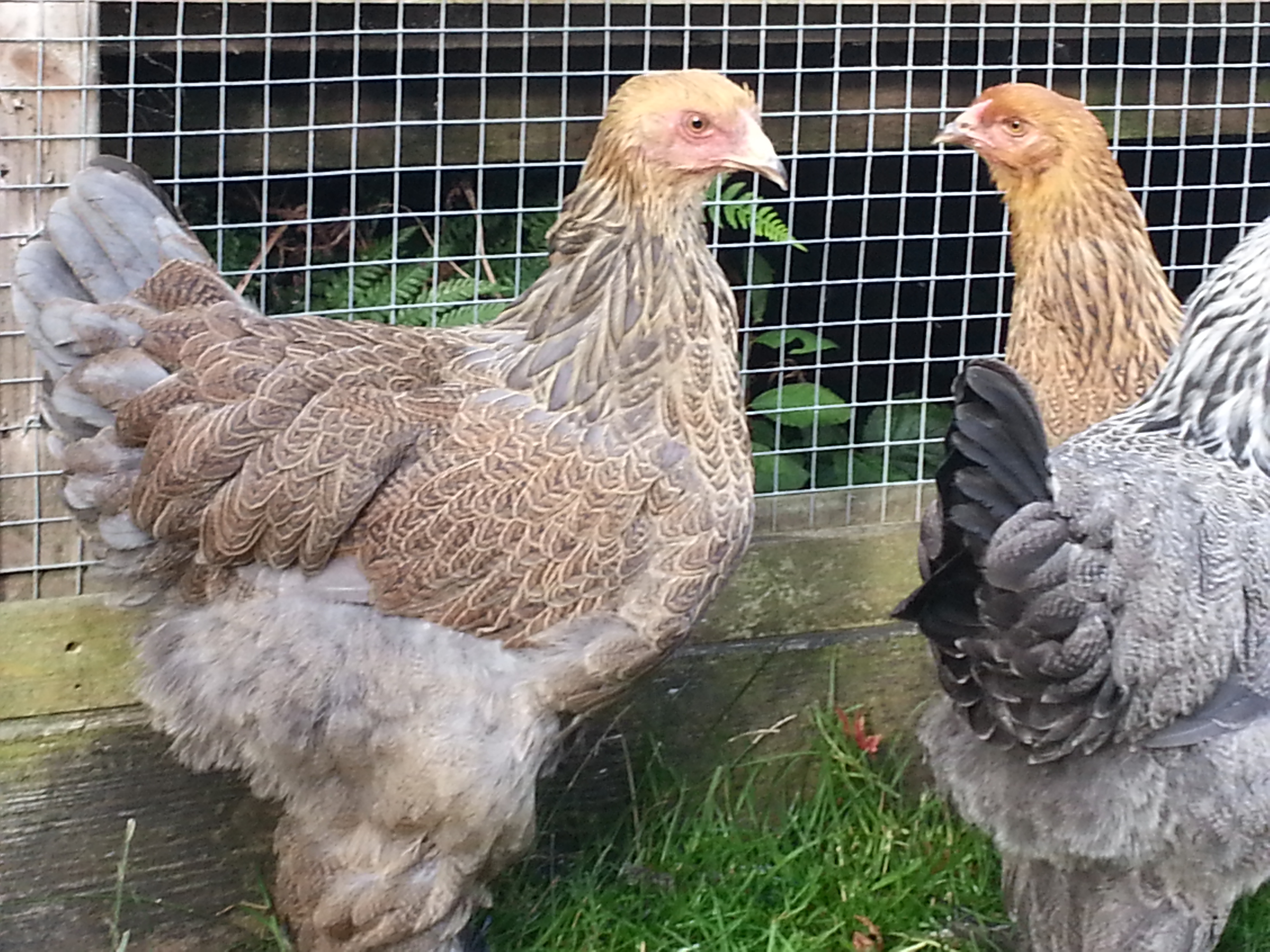 Brahma For Sale | Chickens | Breed Information | Omlet