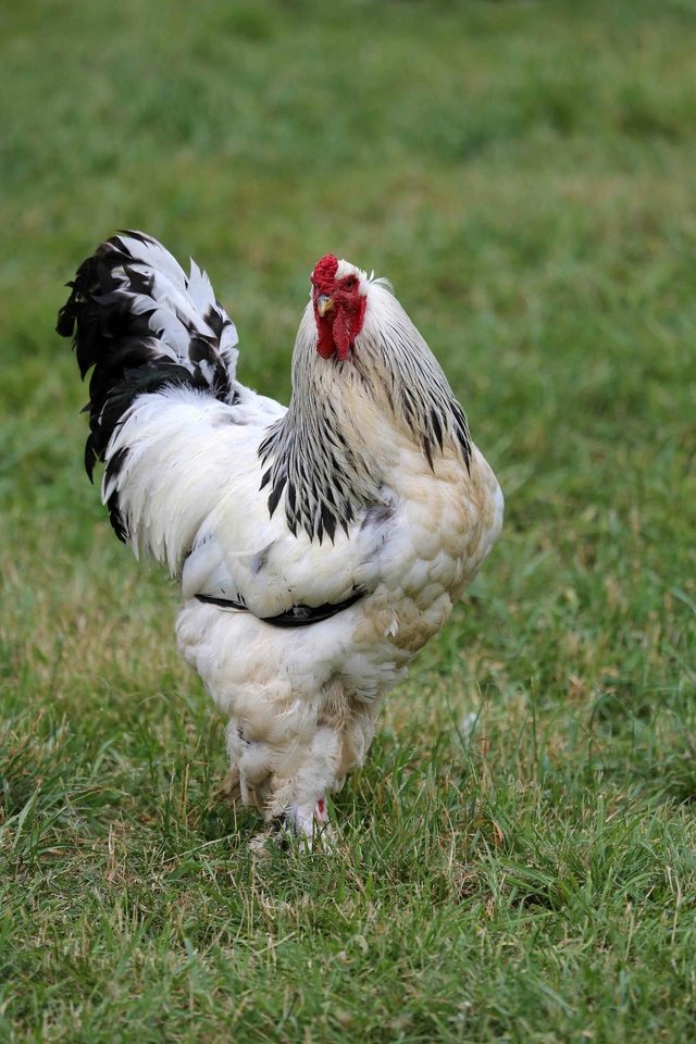 Brahma For Sale | Chickens | Breed Information | Omlet