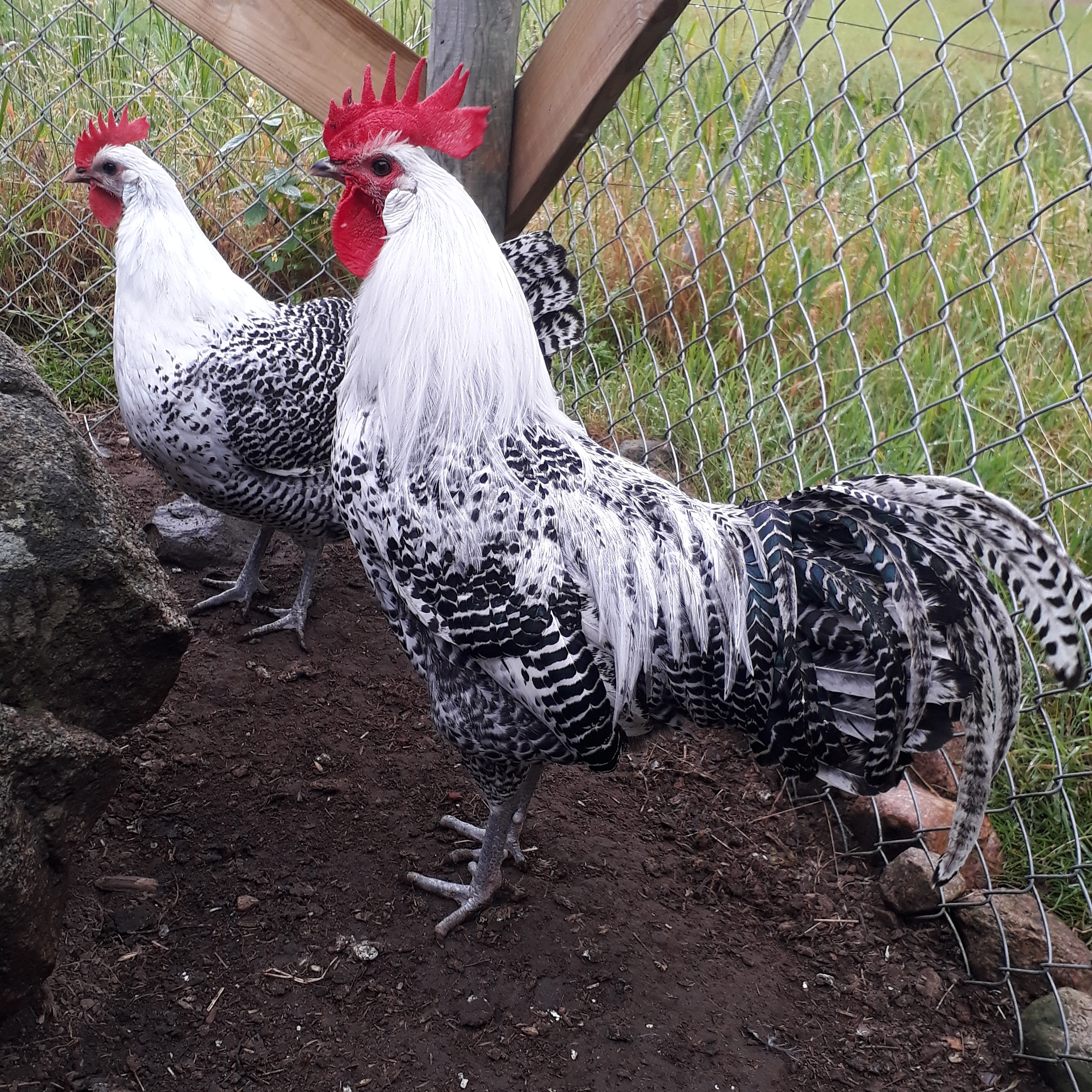 Brakel For Sale | Chickens | Breed Information | Omlet
