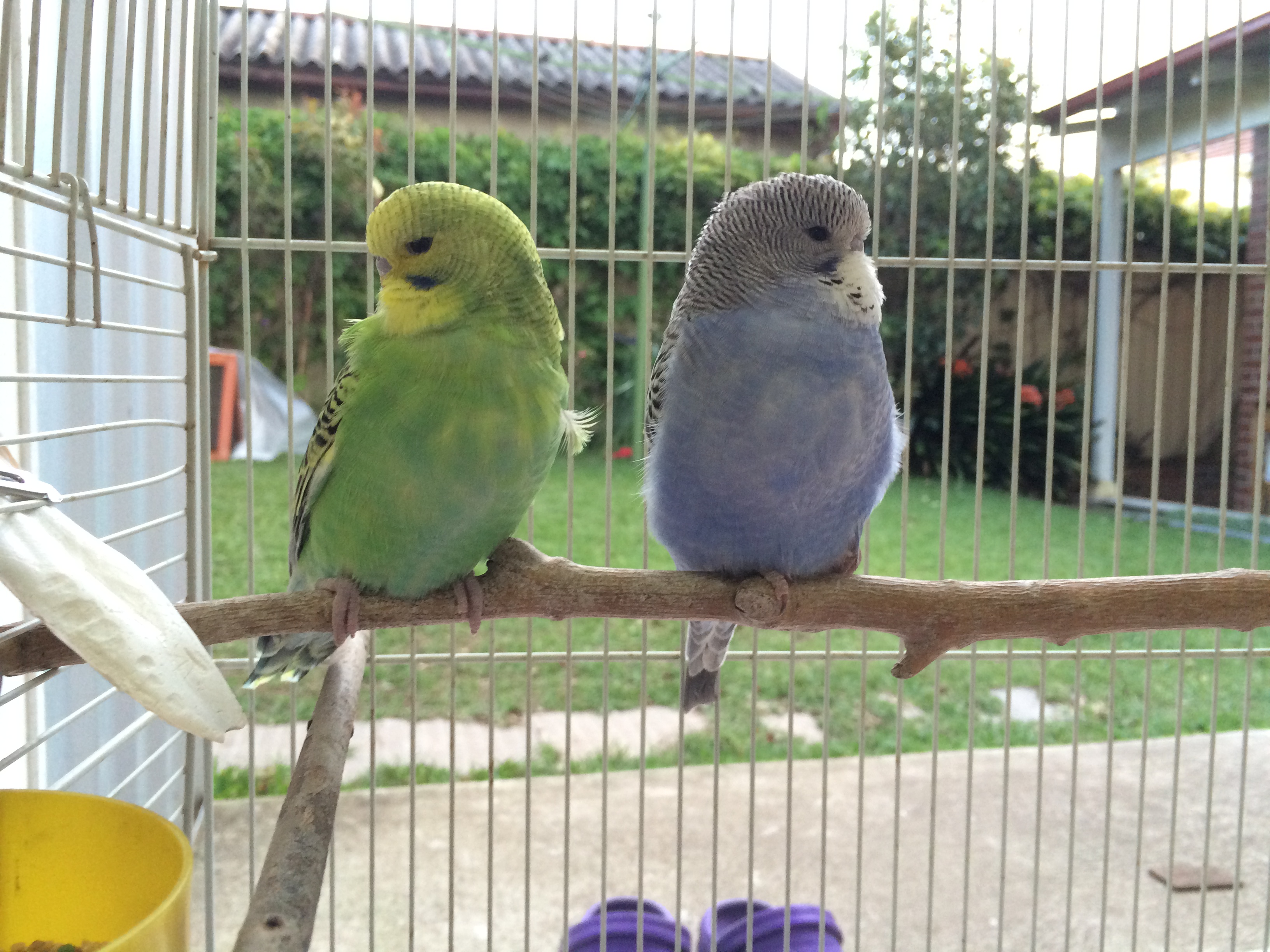 Budgerigar | Parrots | Breed Information | Omlet
