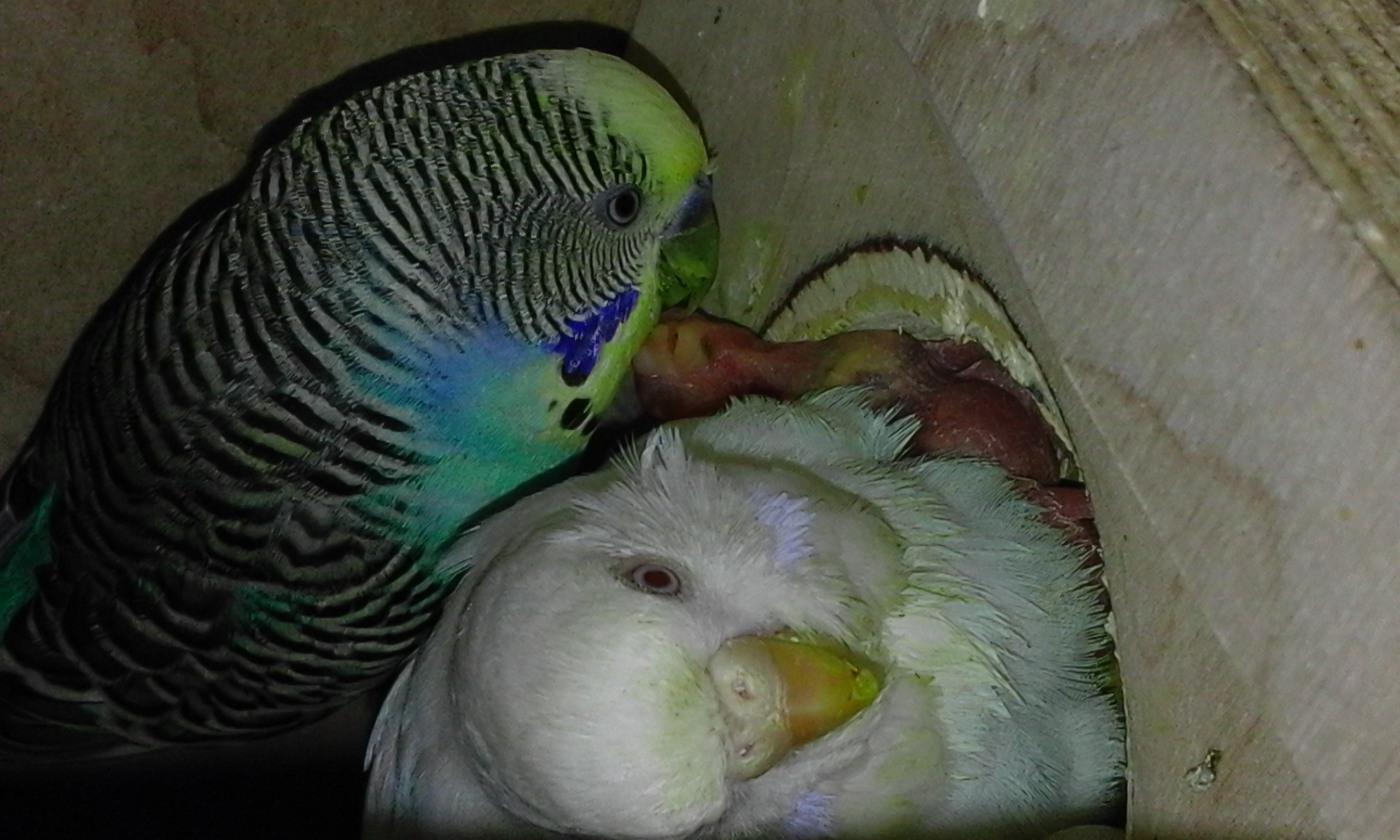 Budgerigar | Parrots | Breed Information | Omlet