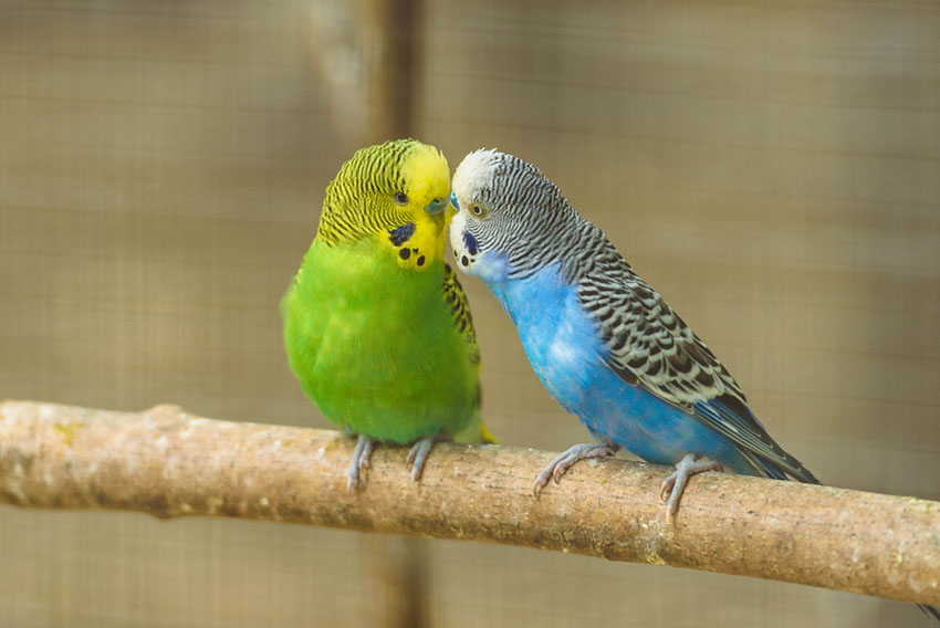 Introduction To Parakeets | Parakeets | Guide | Omlet US Introduction To Parakeets | Parakeets | Guide | Omlet US