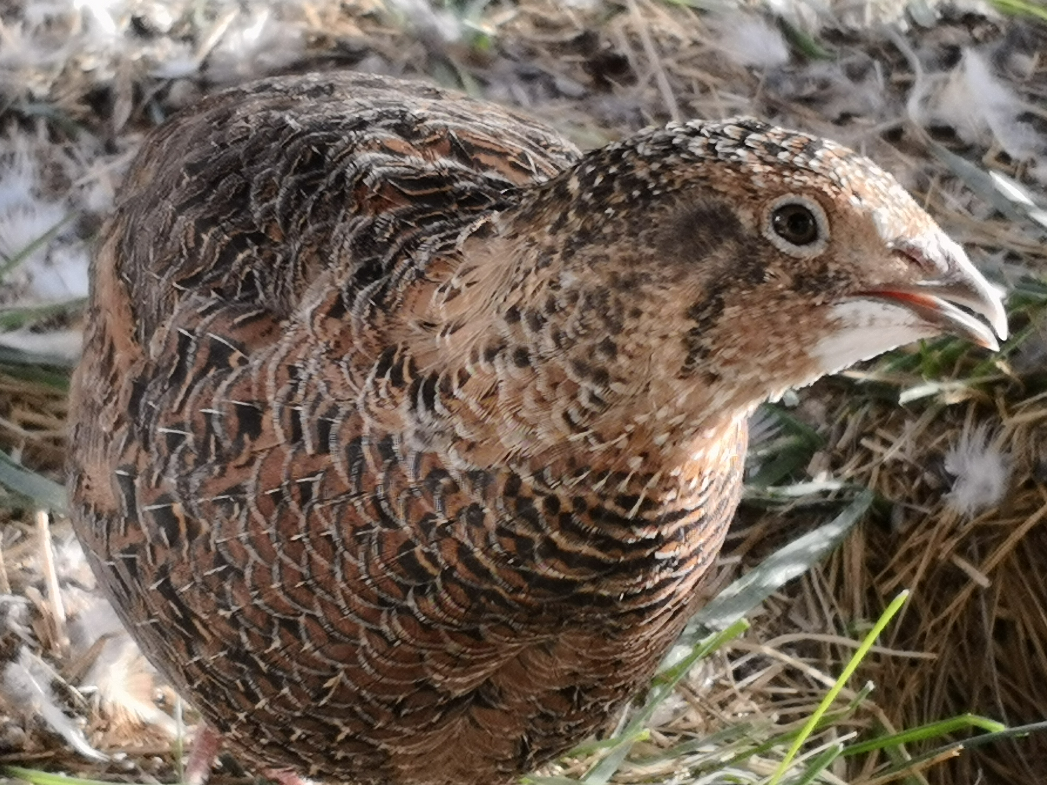 Quails | Guide | Omlet US