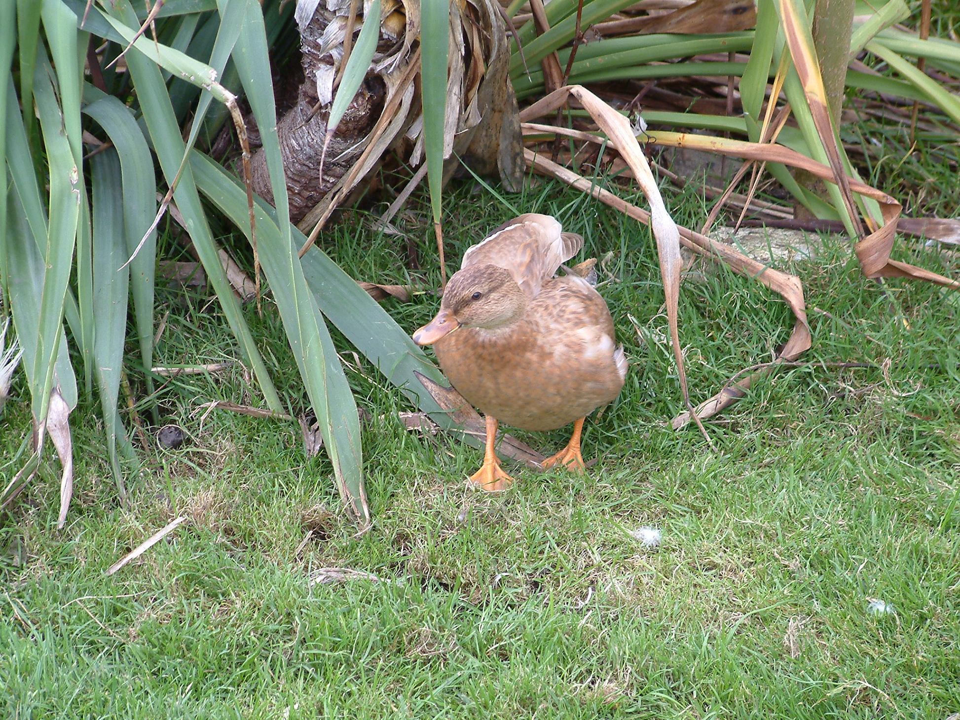 Call Duck | Ducks | Breed Information | Omlet