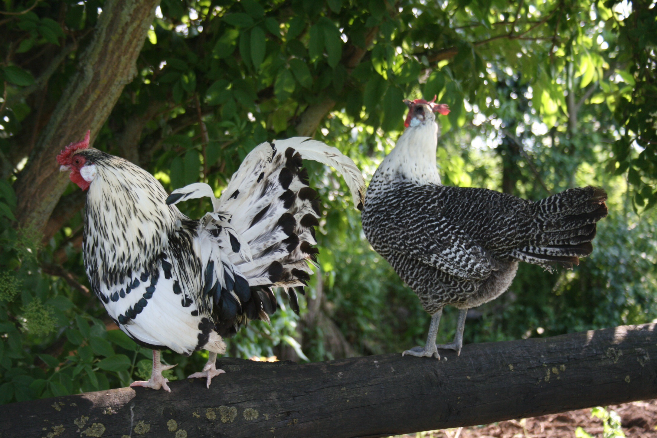 Campine For Sale | Chickens | Breed Information | Omlet